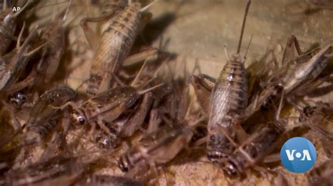 Bugs Are Good For You If You Can Stomach Them