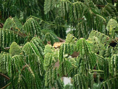 Rain tree leaves folded Numéro Cinq