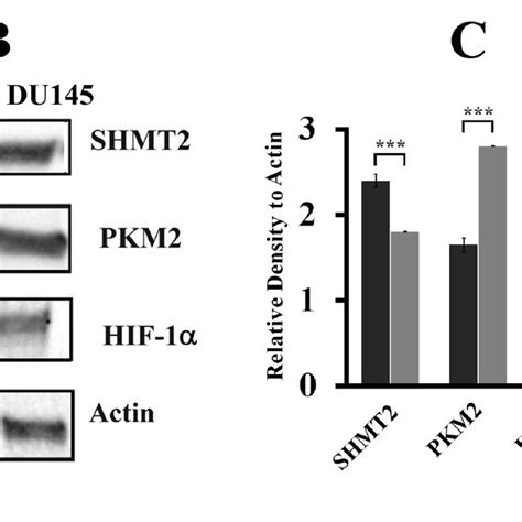 Sequences And Positions Of Putative Stat3 Binding Elements On The