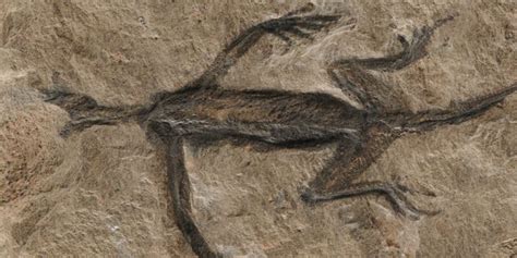 Renowned Fossil Turns Out To Be Fake Jolt Of Joyful