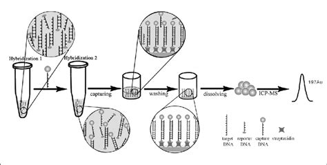 Schematic Diagram Of The Assay To Detect Dna Based On Oligonucleotides Download Scientific