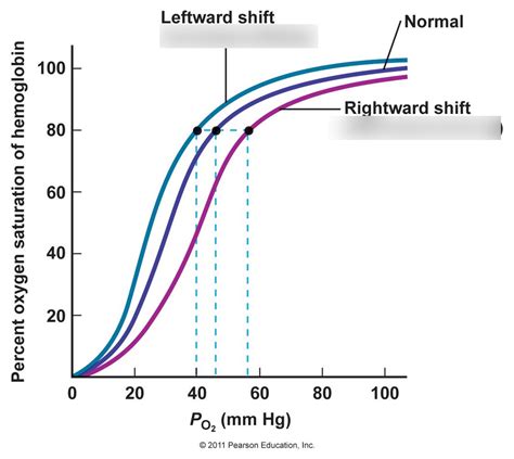 Diagram Of Oxygen Dissociation Curve Quizlet