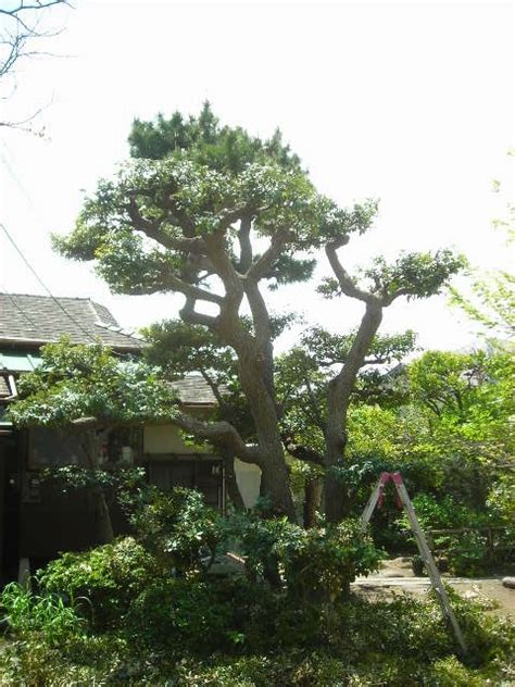 庭木剪定 カワセミ工房 鎌倉 旧絵手紙いろは印