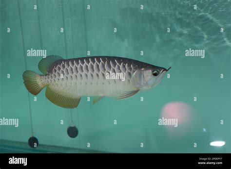A Close Up Of Silver Arowana Fish In A Large Aquarium Concept Photo Of