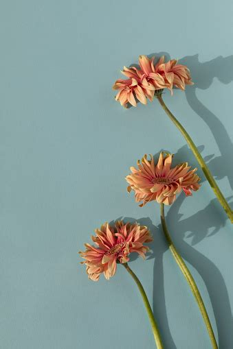 아름다운 산호 거베라 꽃은 푸른 청록색 배경에 미적 햇빛 그림자를 가지고 있다 꽃 미니멀리즘 구성 가을에 대한 스톡 사진 및