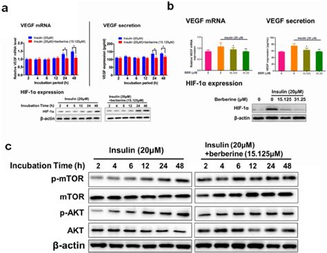 Berberine suppressed expression of VEGF HIF α and activity of Download Scientific Diagram