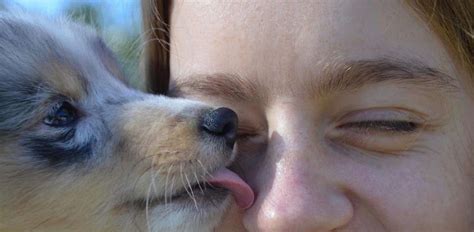 Tu Perro Te Lame La Cara No Lo Dejes Tu Salud Corre Peligro
