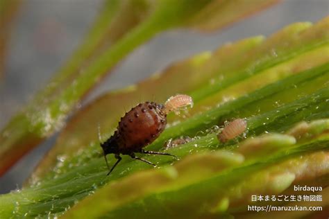 モミジニタイケアブラムシ 日本まるごと生き物図鑑