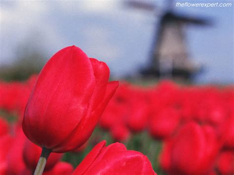 🔥 60 Red Tulips Wallpapers Wallpapersafari