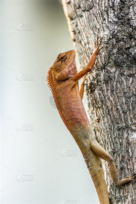 变色龙有两种不同的肤色 变色龙有两种不同的肤色