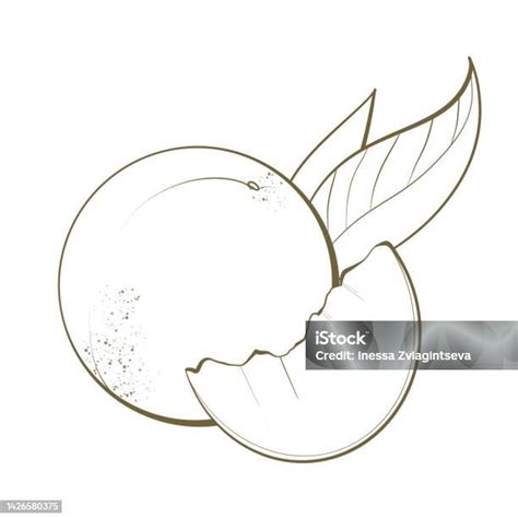 간단한 윤곽선 하이브리드 과일 식용 살구와 매실 아프리움 디자인 요소 포장 및 인쇄 메뉴 및 화장품 클로즈업 잎 건강한 식생활에 대한 스톡 벡터 아트 및 기타 이미지