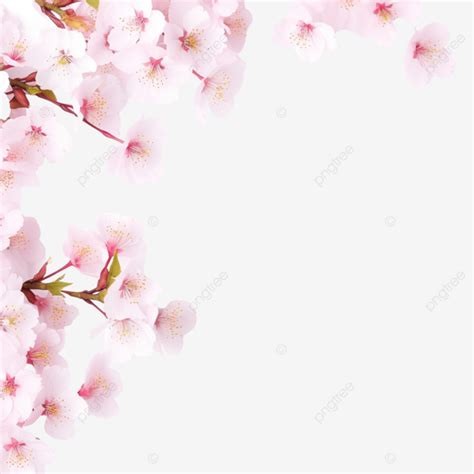 사쿠라 벚꽃 테두리 봄 데이지 벚꽃 Png 일러스트 및 이미지 에 대한 무료 다운로드 Pngtree