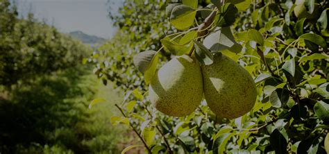 Granfer Comercialização De Fruta Óbidos Lisboa Variedade De Fruta