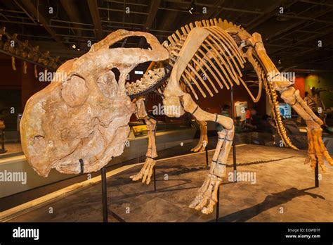 Protoceratops Skeleton