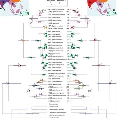 bayesian time‐calibrated tree based on the cytb substitution rate for