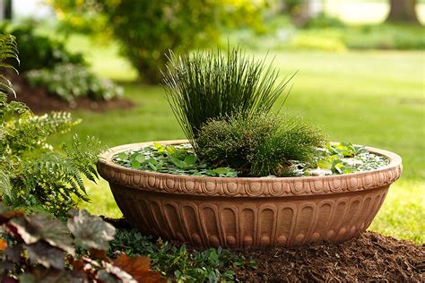 Juncus Graceful Grasses® Blue Mohawk® Pleasant View Gardens
