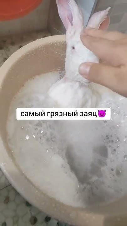 самый грязный заяц Youtube