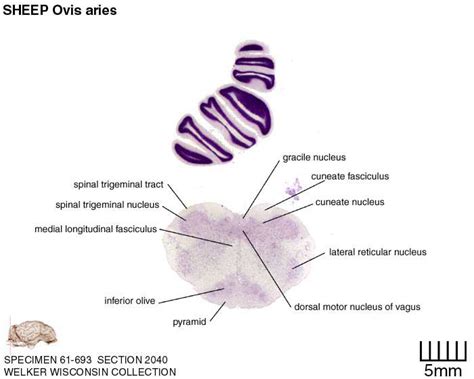 Atlas Of The Sheep Brain Section Image