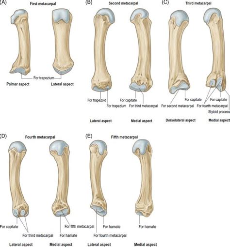 Metacarpal Bones Rxharun