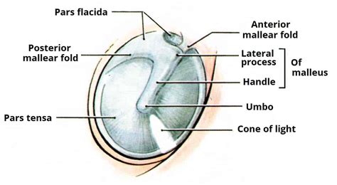 Anatomy Tympanic Membrane