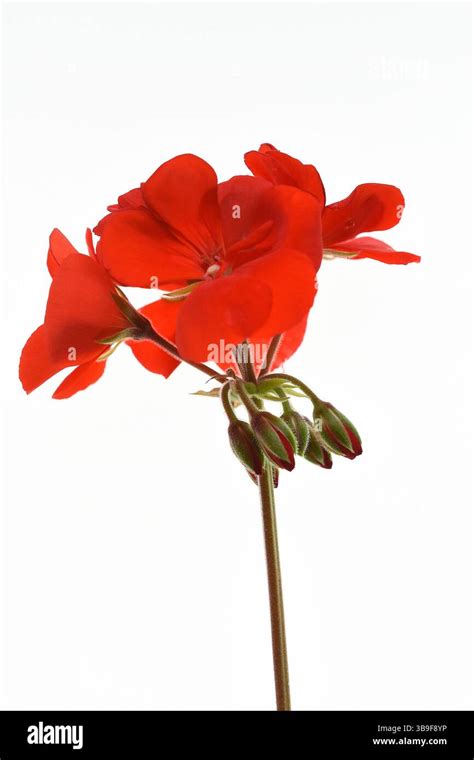 Geranium Pelargonium Inflorescence White Cut Out Stock Images And Pictures Alamy
