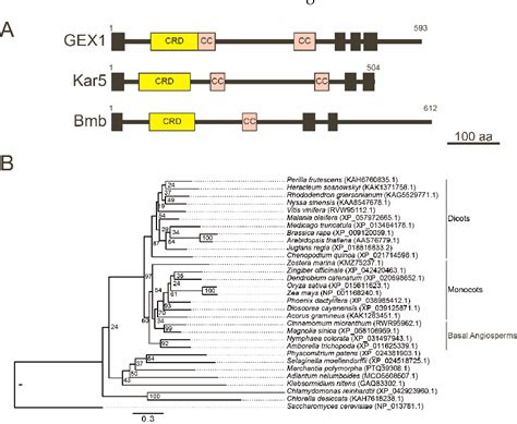 Figure 3 From Nuclear Fusion In Yeast And Plant Reproduction Semantic