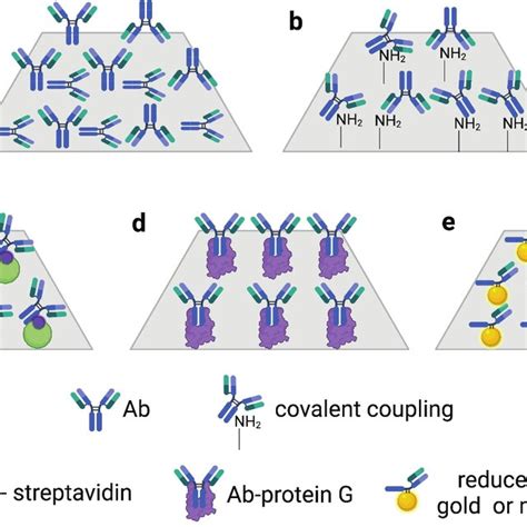 Antibodies Orientation Strategies On Polystyrene Surface A Random
