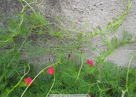 茑萝图片 花草树木 自然风景 图行天下素材网