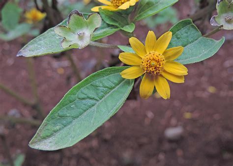 Melampodium Divaricatum Asteraceae
