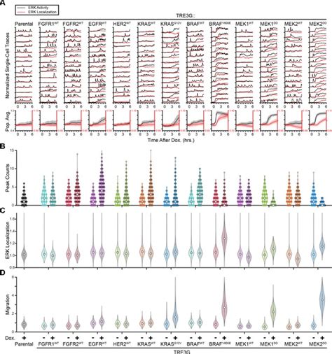 Figures And Data In MAPK Activity Dynamics Regulate Non Cell Autonomous