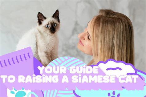 Siamese Cat Care Guide Health Diet And More