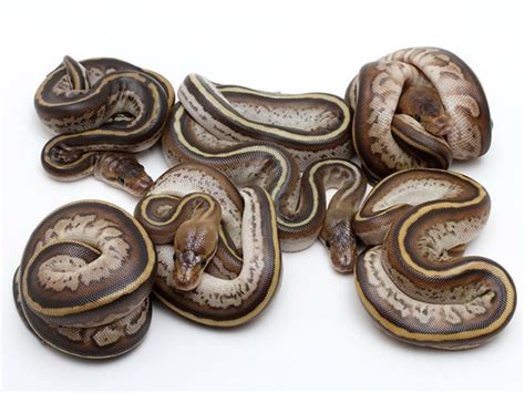 Morph List World Of Ball Pythons