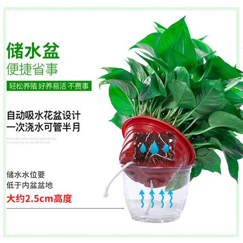 绿萝箩盆栽植物花卉室内好养易活四季净化空气吸除异味长藤垂吊兰 虎窝淘