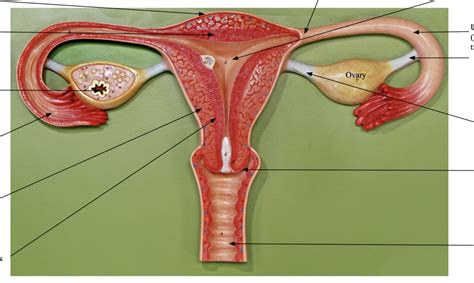 Female Reproductive Diagram Quizlet