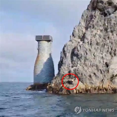 큰바다사자 가거도서 100년만에 포착일제 남획으로 사라져 나무뉴스