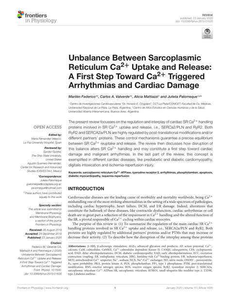 Pdf Unbalance Between Sarcoplasmic Reticulum Ca2 Uptake And Release