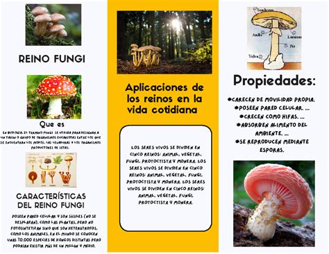 Triptico Del Reino Fungi CaracterÍsticas Del Reino Fungi Poseen Pared
