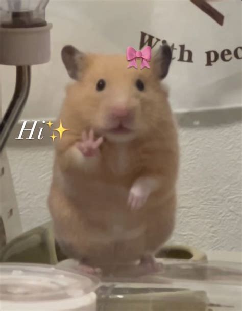 Ghim Của 민 민민 Trên 짤 Trong 2025 Hamster Chuột Hamster Động Vật Hài Hước