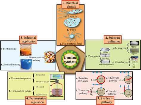 Recent Advances In Producing Food Additive L‐malate Chassis Substrate Pathway Fermentation