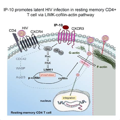 Model Of Ip 10 Induced Enhancement Of Latent Hiv Infection And