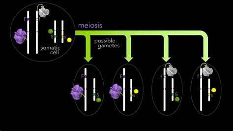 Lecture Slides Beyond Mendel — The Biology Primer