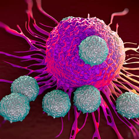 The Story Of T Lymphocytes Organabio A Cdmo In Miami Fl