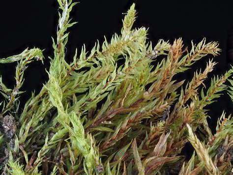 Pohlia Annotina British Bryological Society