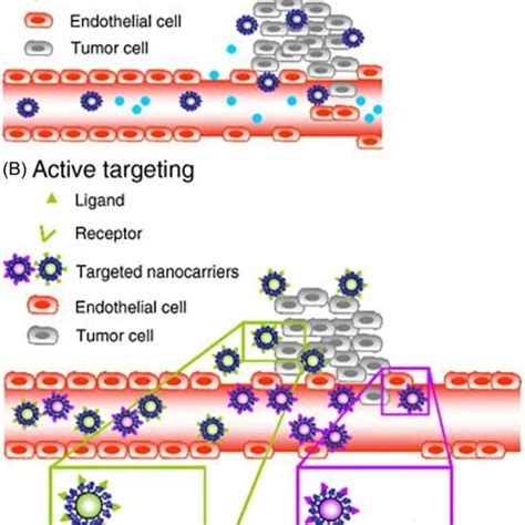 2 A Passive Targeting Of Nanocarriers 1 Nanocarriers Reach Tumors