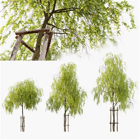 Weeping Willow 4 3d Turbosquid 1944786