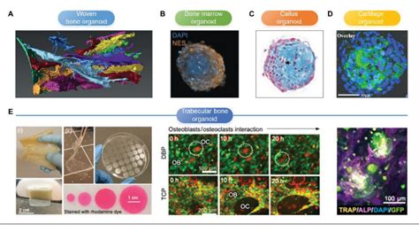 Figure 3 From A Perspective On Light Based Bioprinting Of Dna Hydrogels