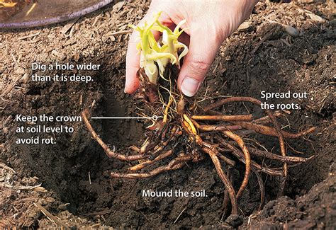 How Deep To Plant Hosta Roots The Complete Guide