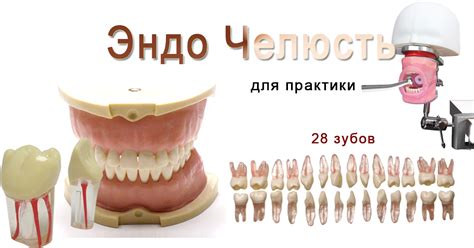 Модель челюсти для эндодонтической практики