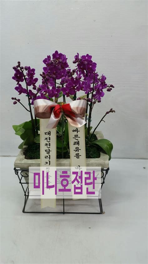 서양란 키우기 호접란 만천홍 물주기 네이버 블로그