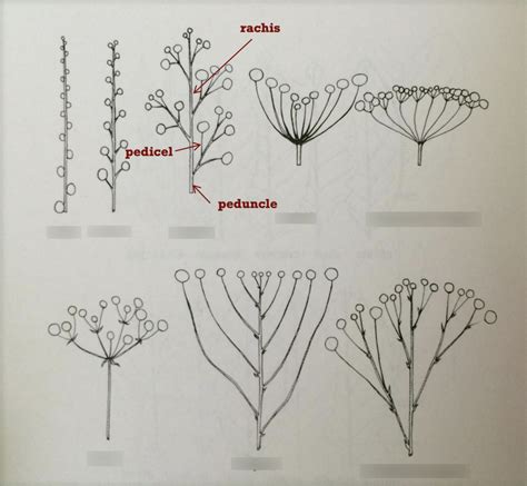 Plant Morphology Inflorescence Types Diagram Quizlet